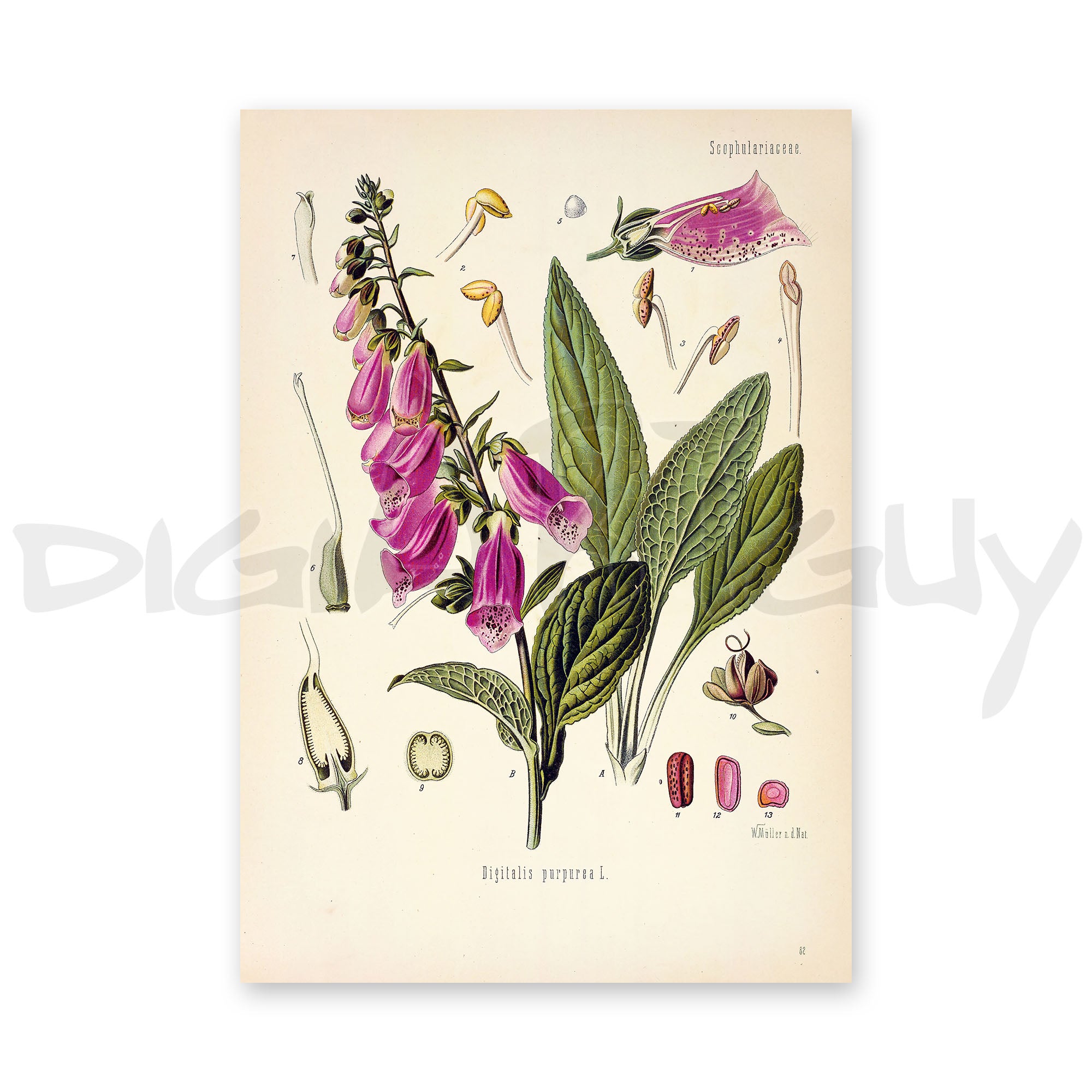 Foxglove from Köhler’s Medicinal Plants / Digitalis purpurea – digiARTguy